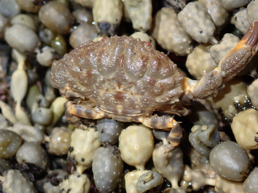 Round Crabs from Arrawarra NSW 2456, Australia on November 24, 2023 at ...
