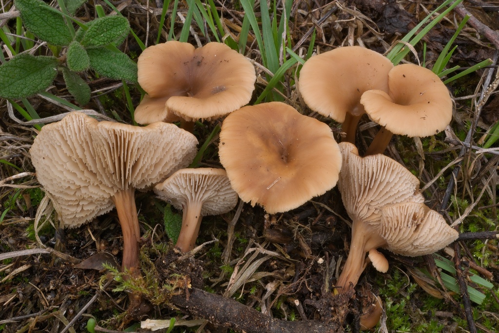 Lentinellus micheneri from Le Grazie, Calangianus, IT-SS, Italy on ...