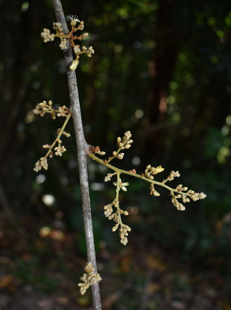 (Connarus conchocarpus) - Botanical Realm