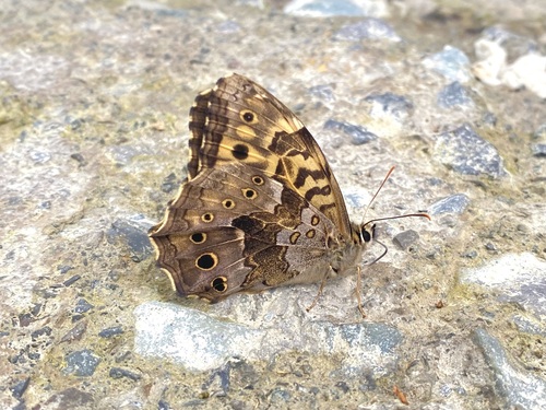 Neope shirozui · iNaturalist