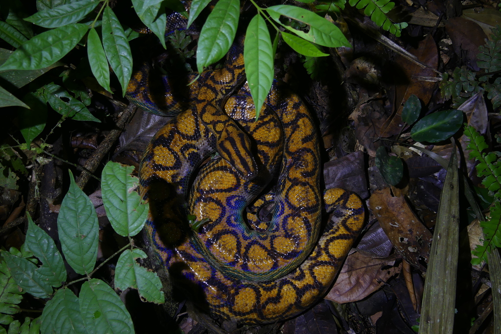 Western Rainbow Boa from Orellana, Ecuador on September 11, 2023 at 05: ...