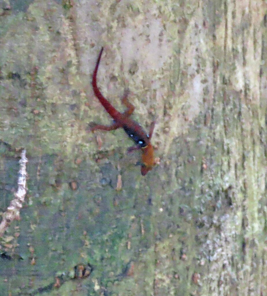 Eyespot Gecko from Tobago, Trinidad and Tobago on November 27, 2023 at ...