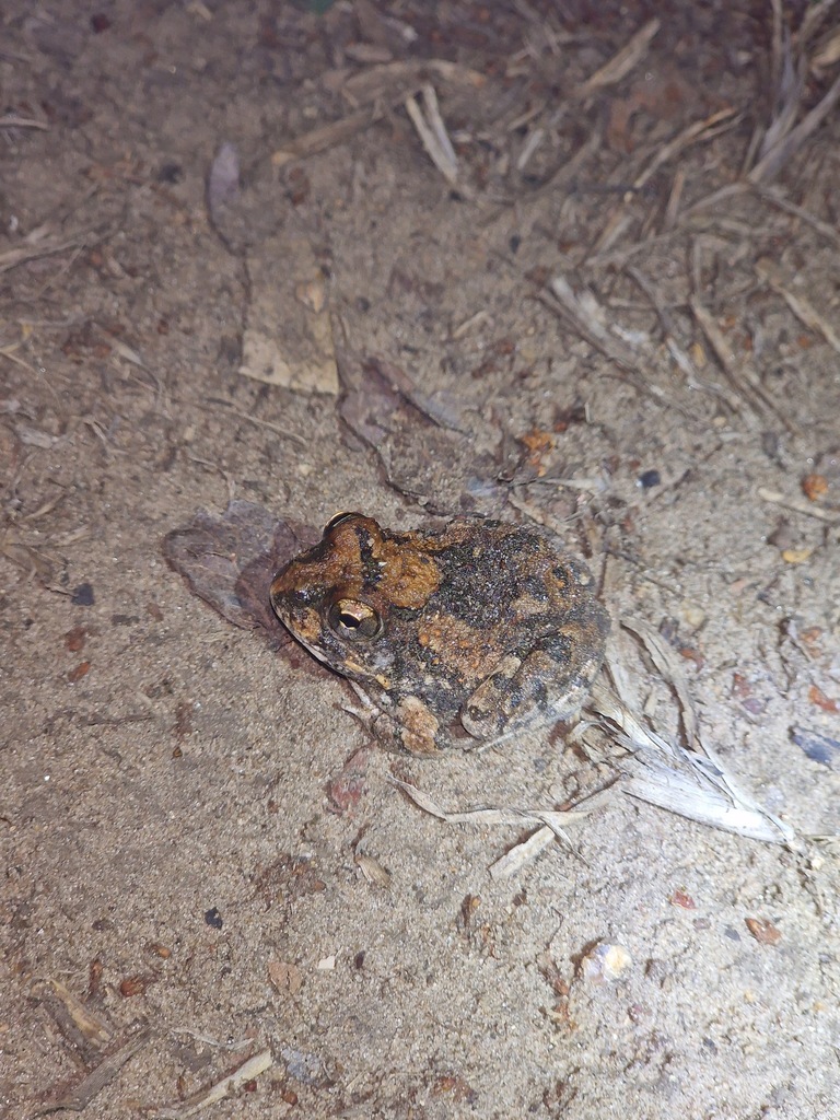 Rough sand frog from Itezhi-Tezhi, Zambia on November 8, 2023 at 09:26 ...