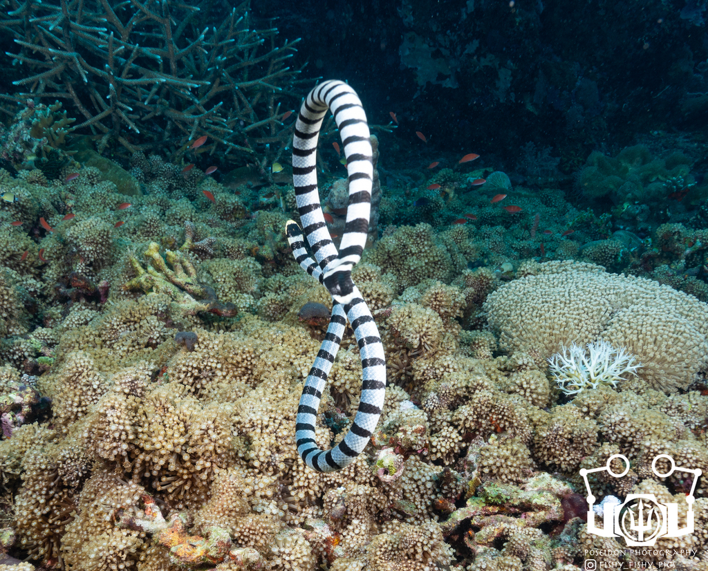 Banded Sea Krait from Dauin, Negros Oriental, Philippines on November ...