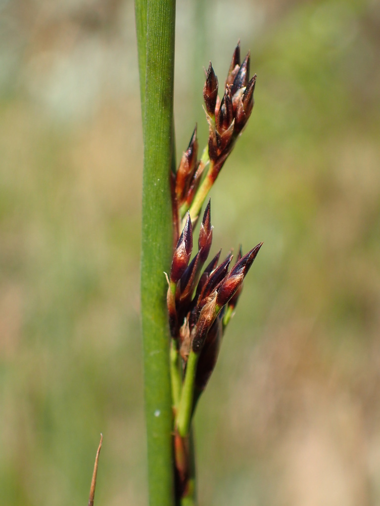 Arctic Rush from Hrunamannahreppur, 846, Island on June 11, 2019 at 01: ...