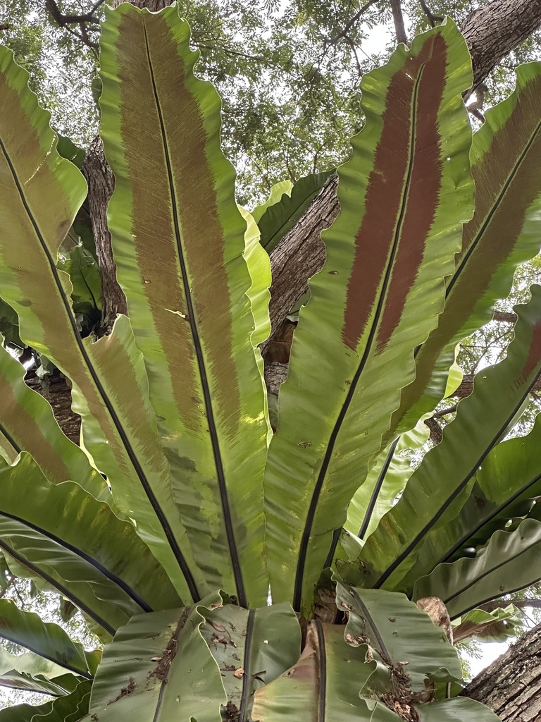Asplenium musifolium from Singapore Island, SG on November 4, 2023 at ...