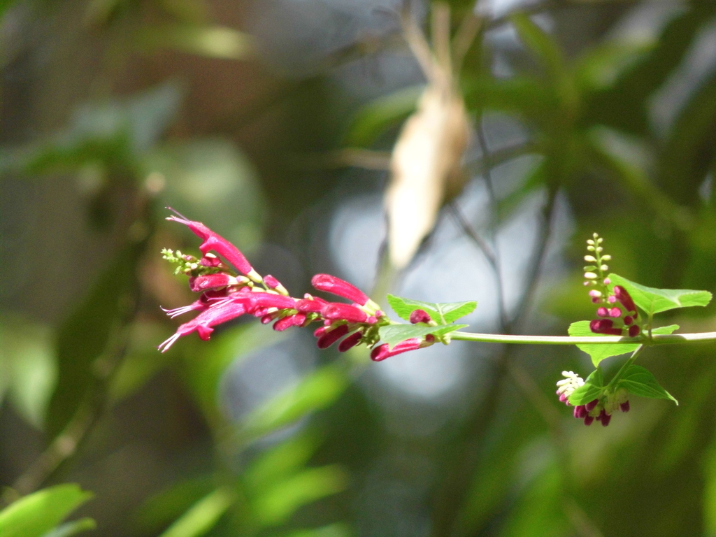 Mexican fuchsia sage from Valle de Bravo, Méx., México on November 30 ...