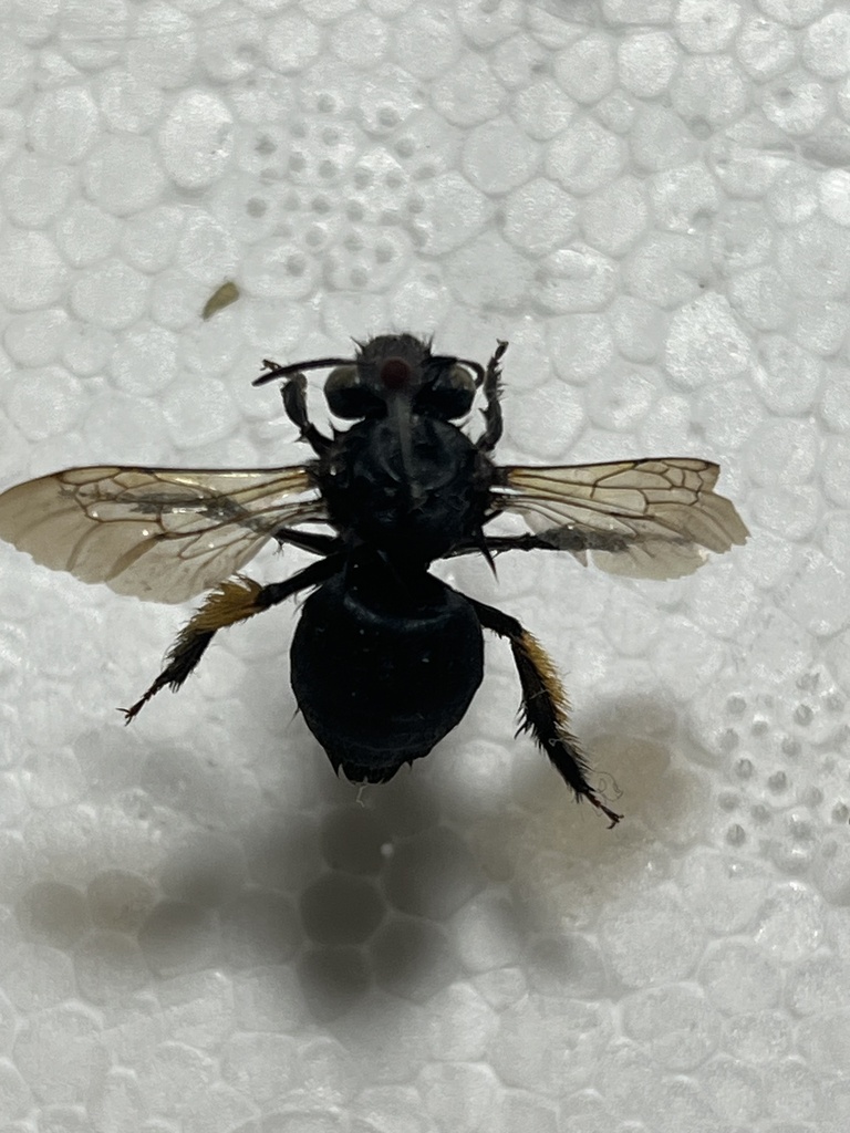 Common Digger Bees from 望京, 北京市, CN on May 14, 2023 at 05:10 PM by ...