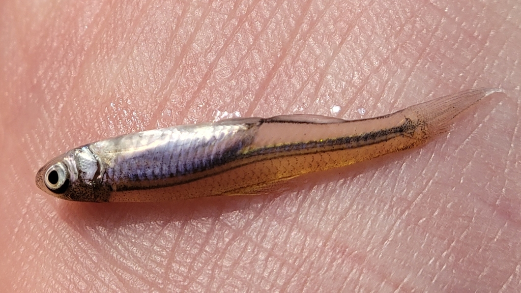 True Minnows from Lakeside Township, MN, USA on December 1, 2023 at 02: ...