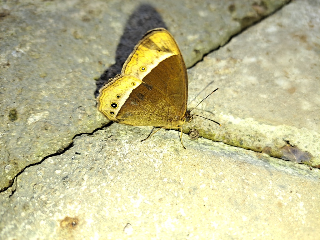 Mycalesis sudra from Magetan Regency, East Java, Indonesia on July 9 ...