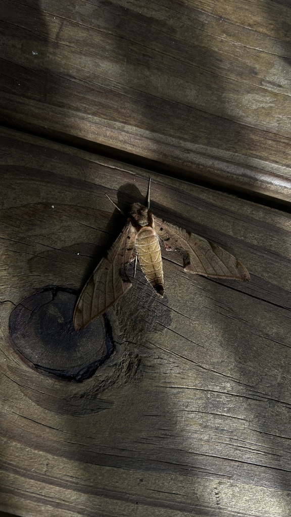 Streaked Sphinx from Estuary Shore Ln, Apollo Beach, FL, US on December ...