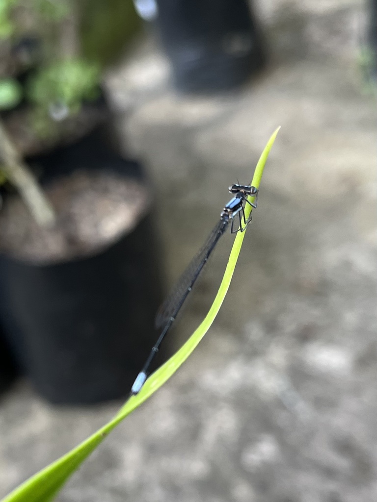 Common Threadtail from Circular Route, Mbombela, MP, ZA on December 2 ...