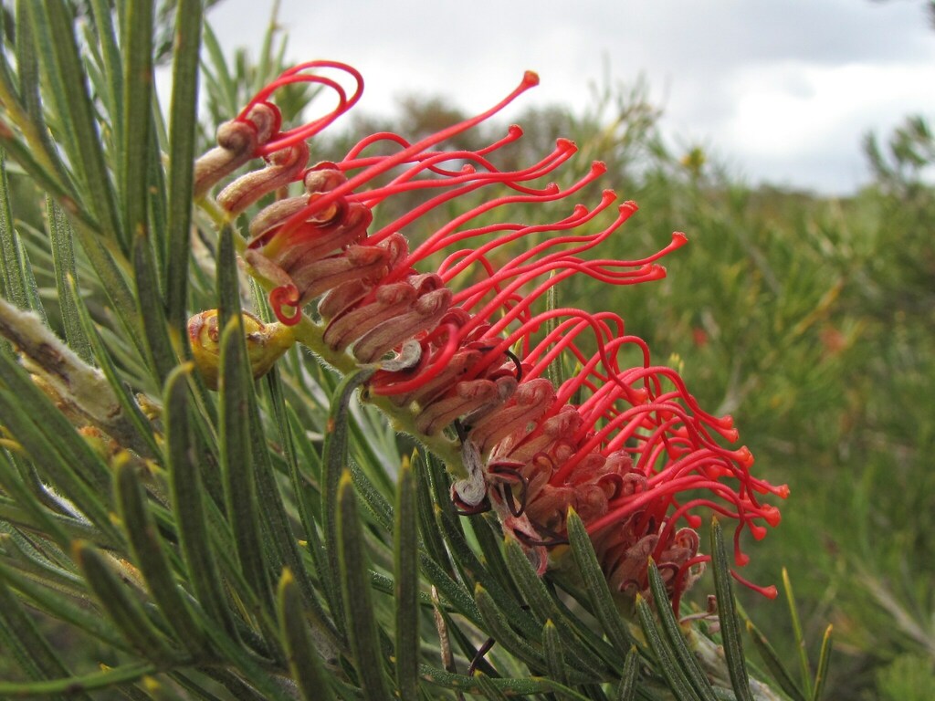 Grevillea coccinea from Fitzgerald River National Park WA 6346 ...