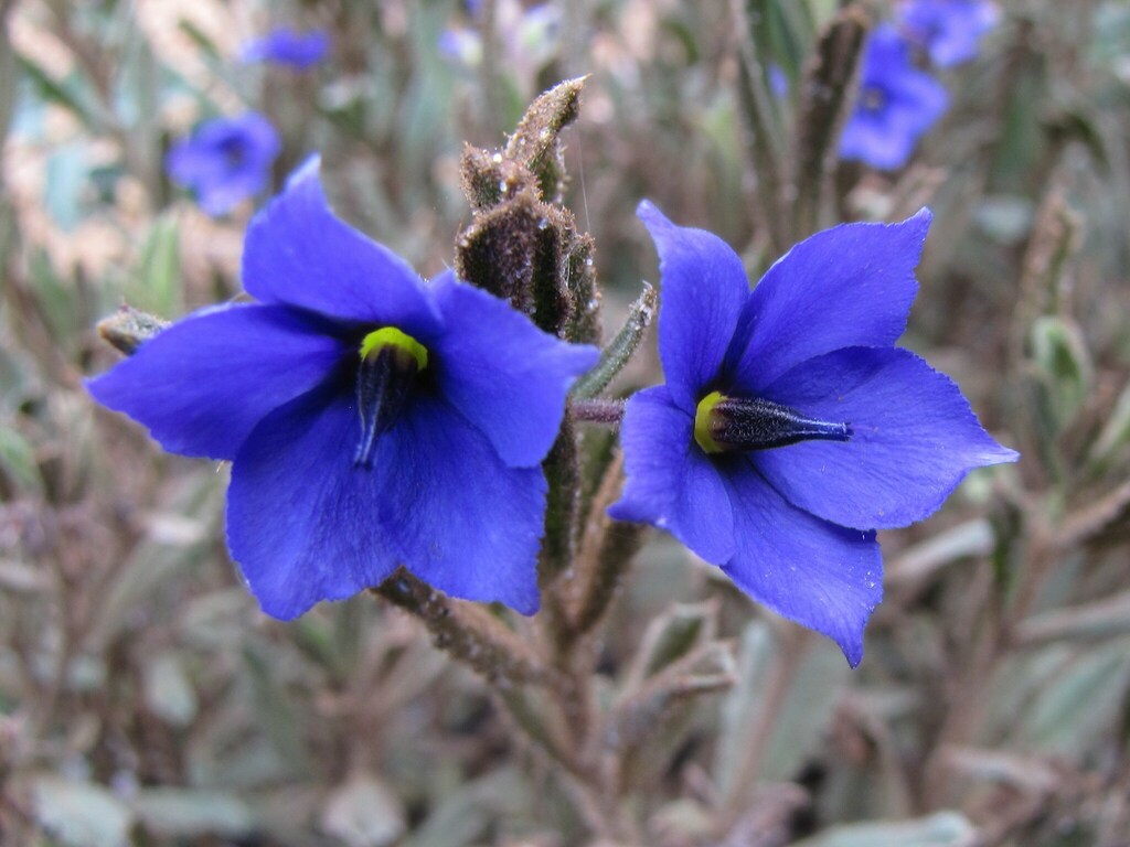 Halgania from Fitzgerald River National Park WA 6346, Australia on ...