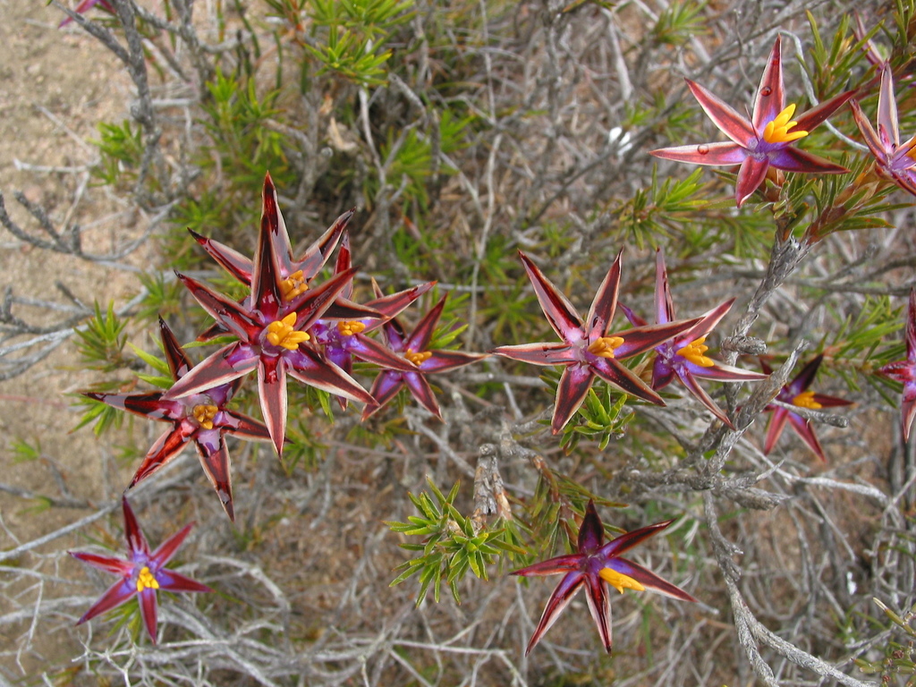 Calectasia valida from Fitzgerald River National Park WA 6346 ...