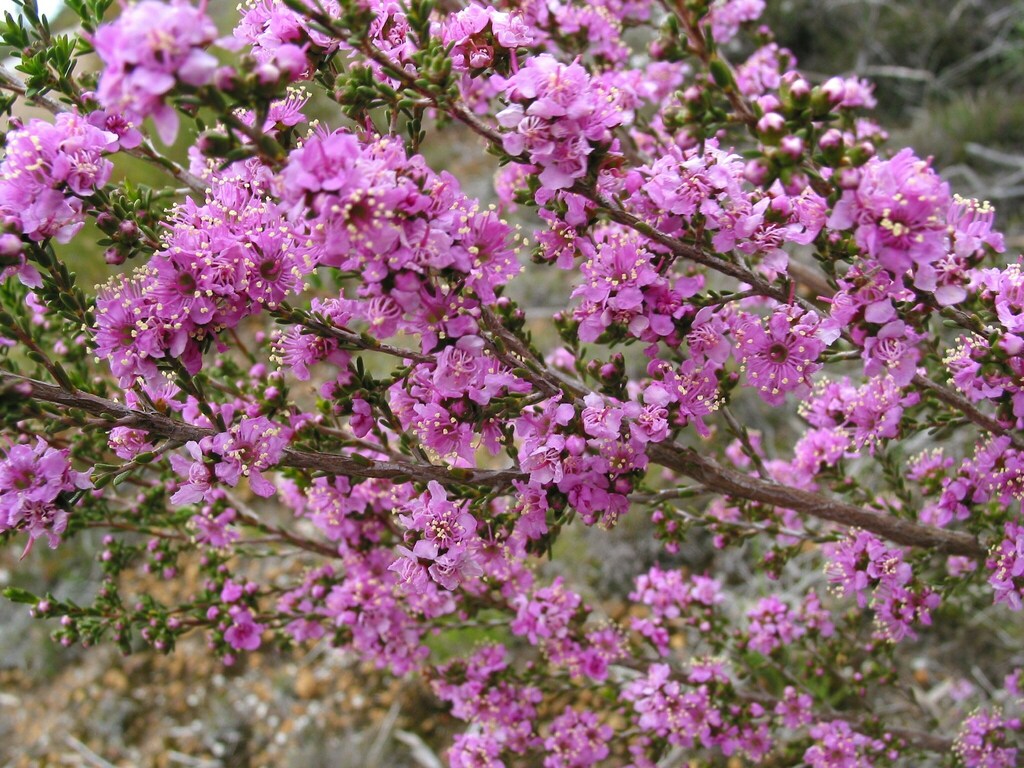 Kunzea affinis from Fitzgerald River National Park WA 6346, Australia ...