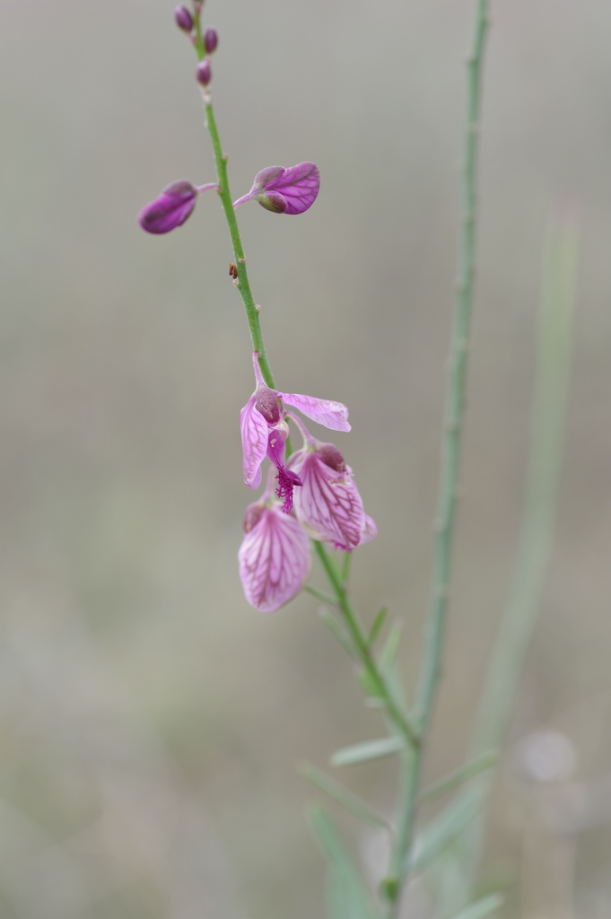 Purple Broom from Grahamstown heading northeast on the R350 and R344 to ...