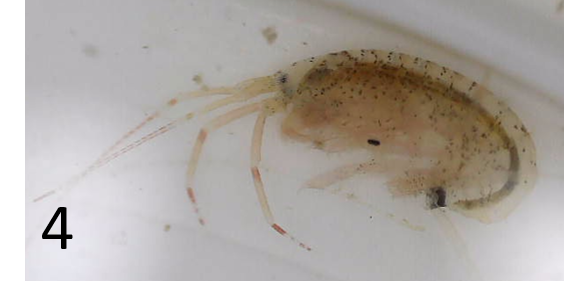 Amphipods from Torbay, England, GB by Tara McEvoy-Wilding · iNaturalist