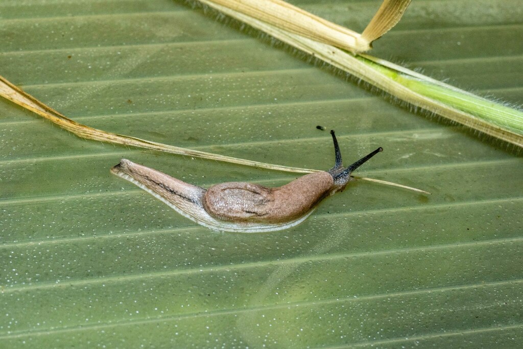 Yellow-shelled semi-slug in December 2023 by muangpaisuetrong · iNaturalist