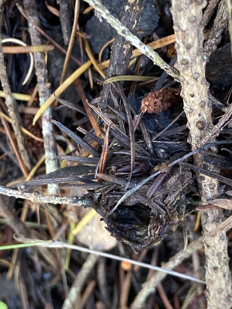 California Turret Spider from Golden Gate National Recreation Area ...