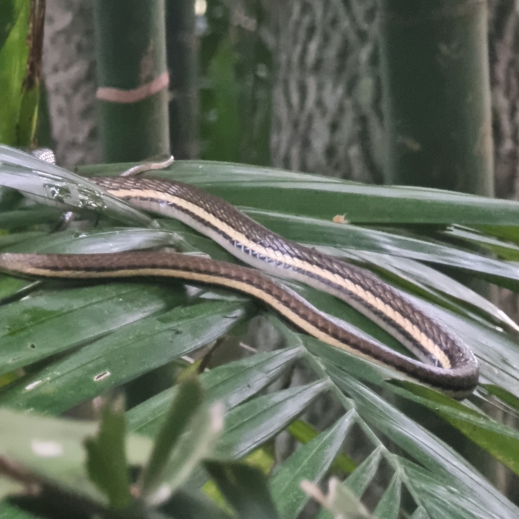Painted Bronzeback from Pasir Ris, Singapore on August 26, 2023 at 06: ...
