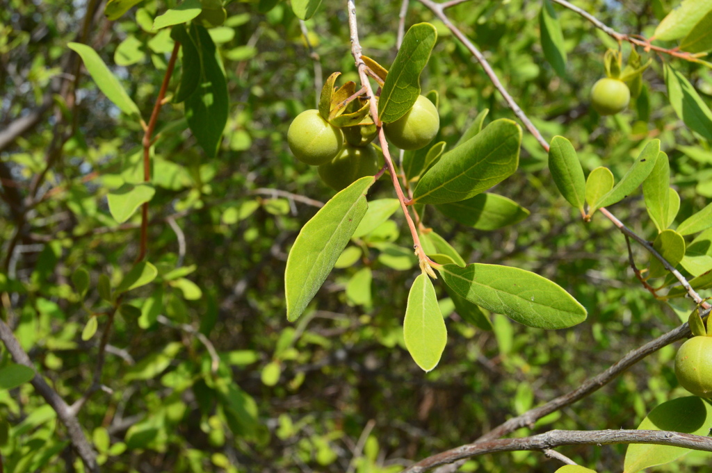 jackalberry from Zambezi Region, Namibia on November 27, 2023 at 03:21 ...