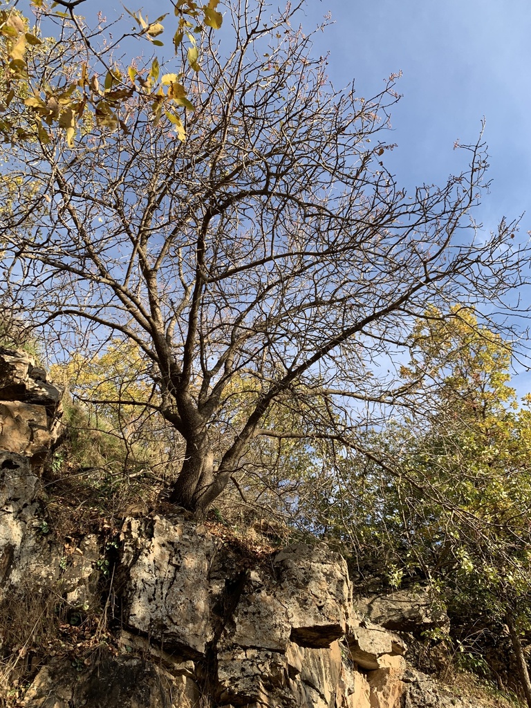 Persian Turpentine Tree from Duhok, IQ on December 2, 2023 at 03:40 PM ...