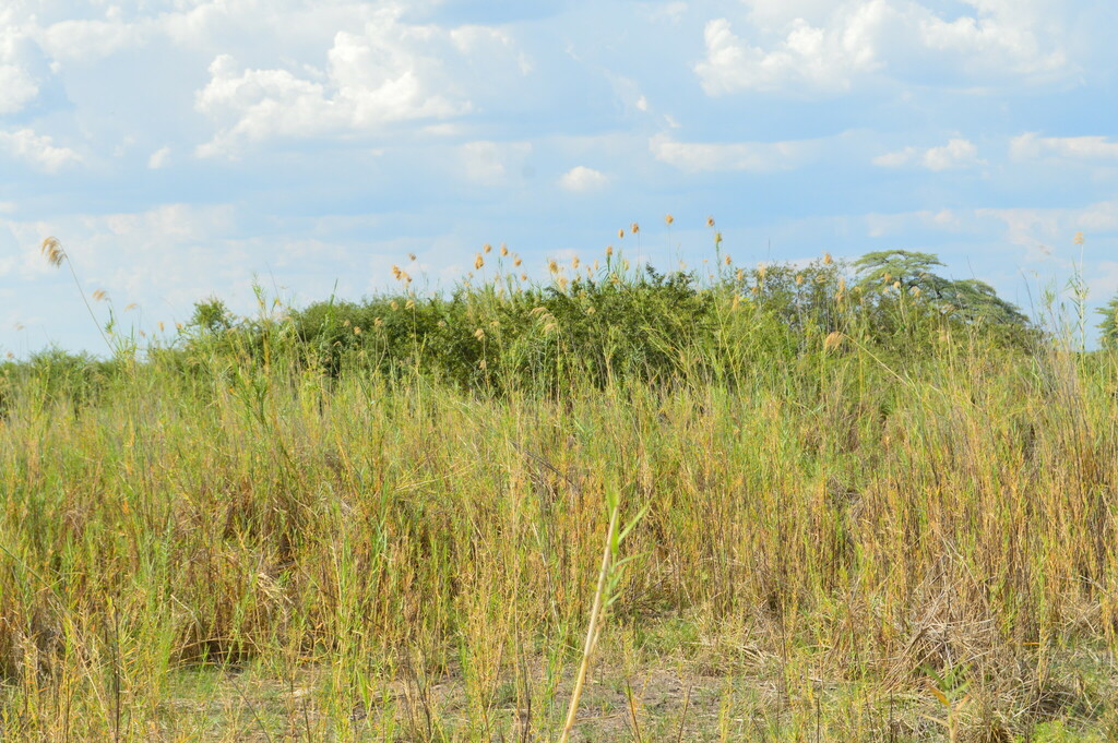 European reed from Zambezi Region, Namibia on November 27, 2023 at 03: ...