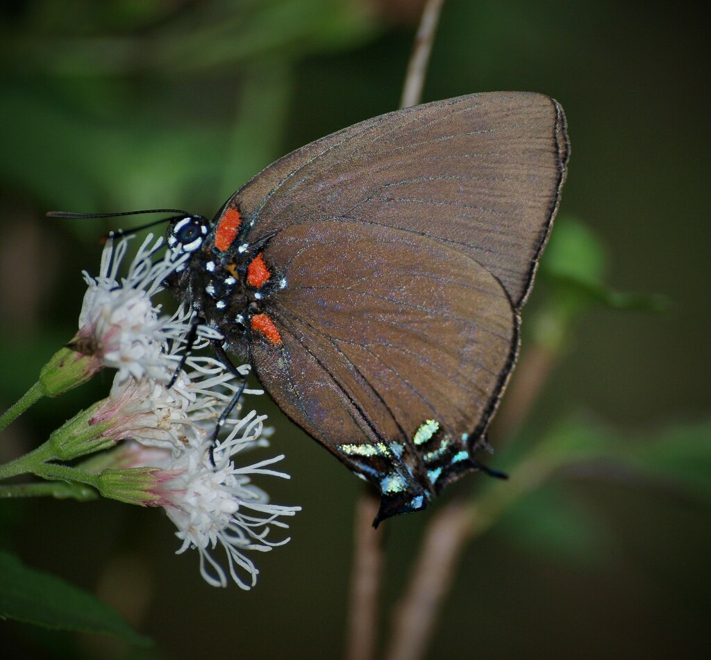 Great Purple Hairstreak from Dripping Springs, TX, USA on December 1 ...