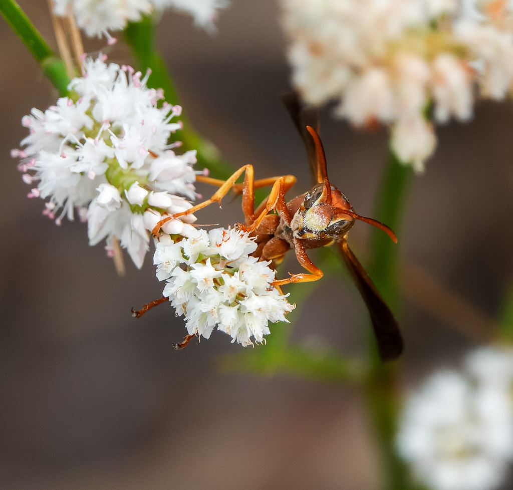 Southern Paper Wasp from Myakka City, FL 34251, USA on December 1, 2023 ...
