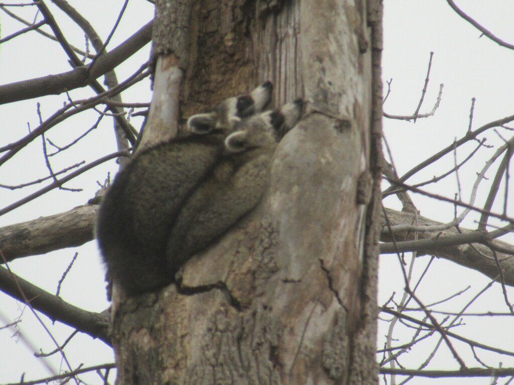 Common Raccoon from Potomac West, Alexandria, VA, USA on December 2 ...