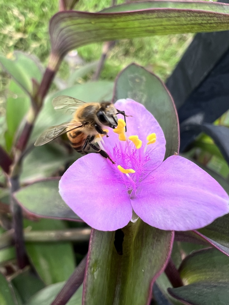 Western Honey Bee in November 2023 by bluetarantula · iNaturalist