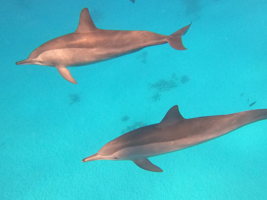 Spinner Dolphin from Red Sea on December 1, 2023 at 01:00 PM by ...