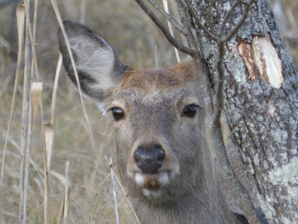 Hokkaido Sika Deer from Onnenai, Tsurui, Akan District, Hokkaido 085 ...