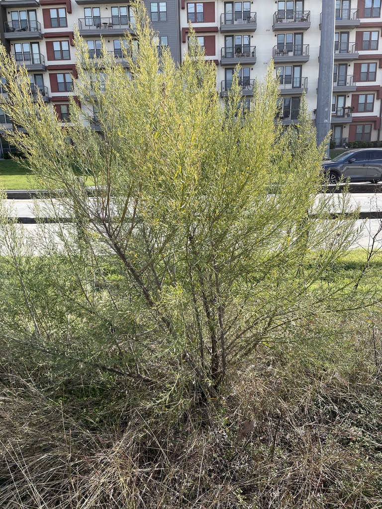 Poverty Weed from Arborlawn Dr, Fort Worth, TX, US on December 2, 2023 ...