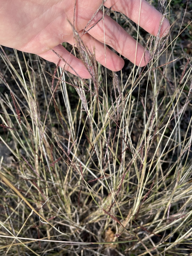 King Ranch bluestem from Arborlawn Dr, Fort Worth, TX, US on December 2 ...