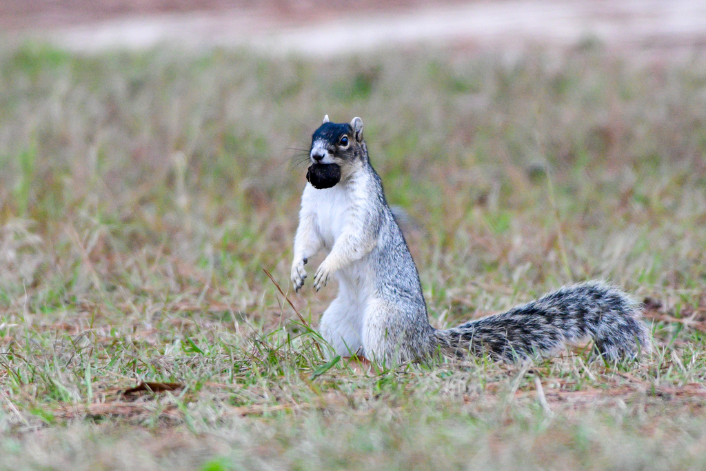 Southern Fox Squirrel from Lexington County, SC, USA on December 2 ...