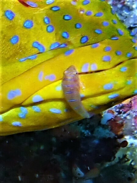 Western Cleaner Clingfish from Not The Dungeons, Eagle Bay, Rottnest ...