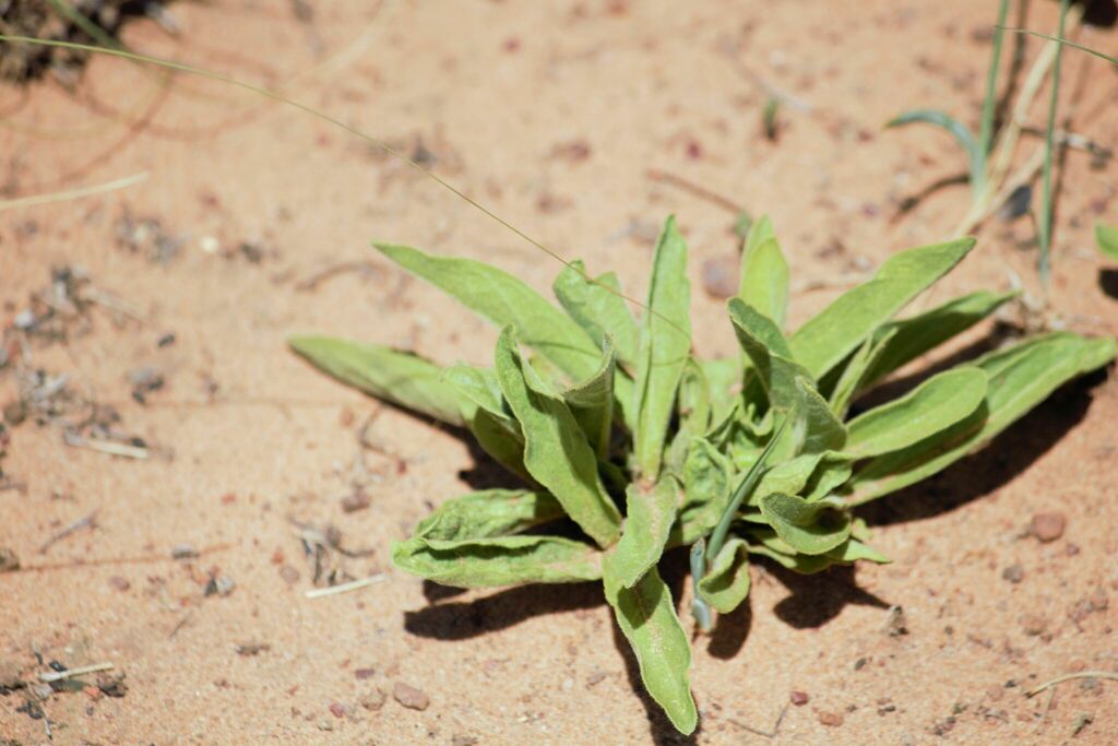 gifblaar from Fochville, South Africa on December 2, 2023 at 02:10 PM ...