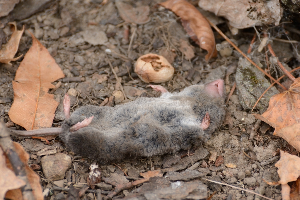 Northern Short-tailed Shrew from Milburn Creek, Frontenac County, ON ...