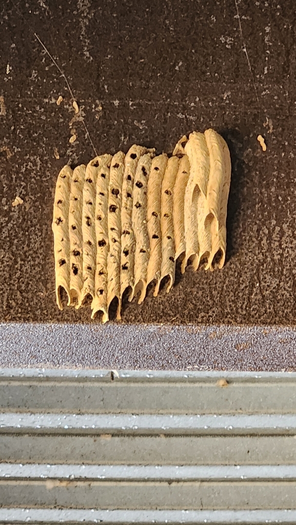 Organ-pipe Mud-dauber Wasp from MARRIOTTSVL, MD 21104, USA on December ...