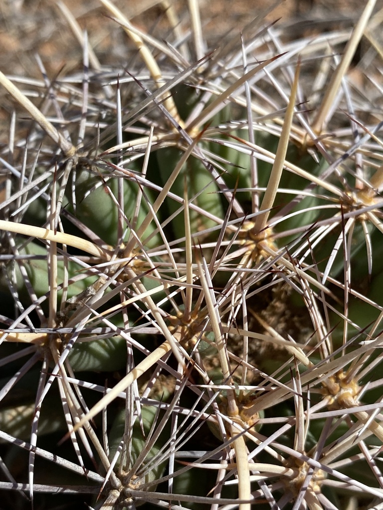 Long-tubercled Cory Cactus in September 2023 by Daniel McNair · iNaturalist
