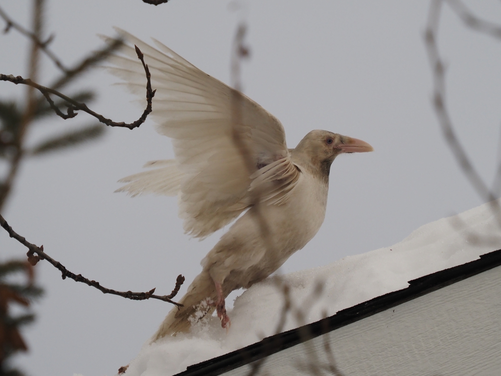 Common Raven from U-MED District, Anchorage, AK, USA on November 24 ...