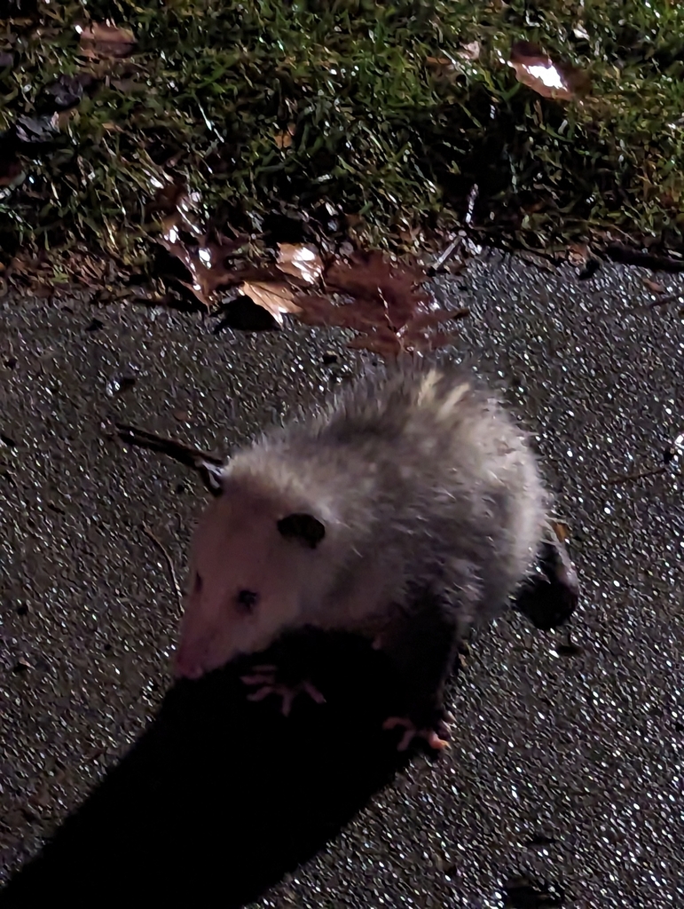 Virginia Opossum from Southgate, MI 48195, USA on December 2, 2023 at ...