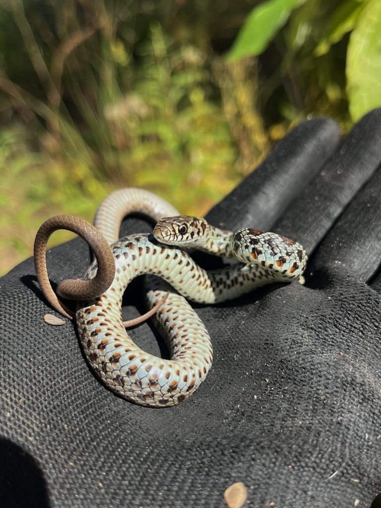 Blue Racer in October 2022 by geomamba · iNaturalist
