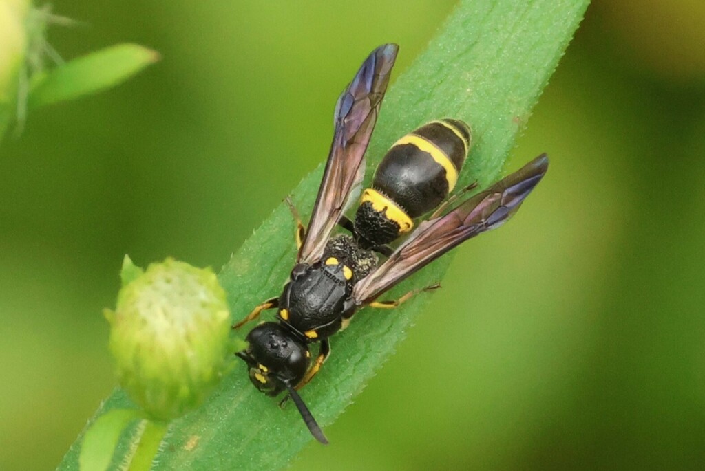Canadian Potter Wasp in September 2023 by mistycal · iNaturalist