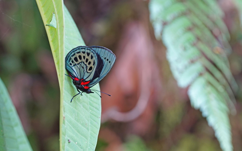 Asterope leprieuri from Paucartambo Province, Peru on September 10 ...