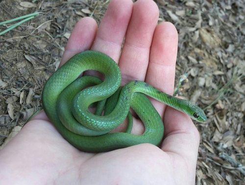 Green Water Snake (Philothamnus hoplogaster) - Snakes and Lizards