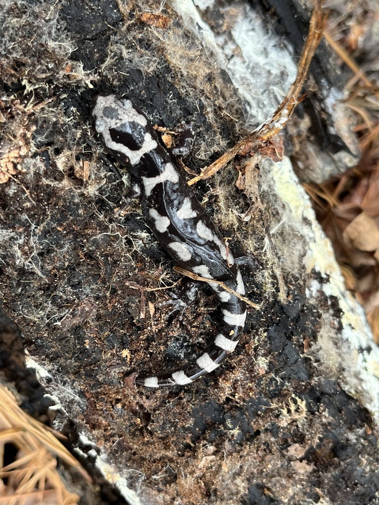 Marbled Salamander in December 2023 by Matthew · iNaturalist