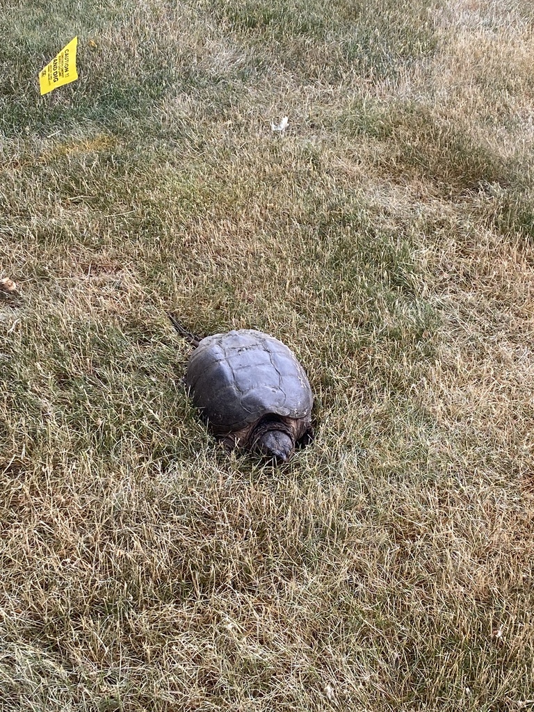 Common Snapping Turtle from Texas Charter Township, MI, USA on June 12 ...